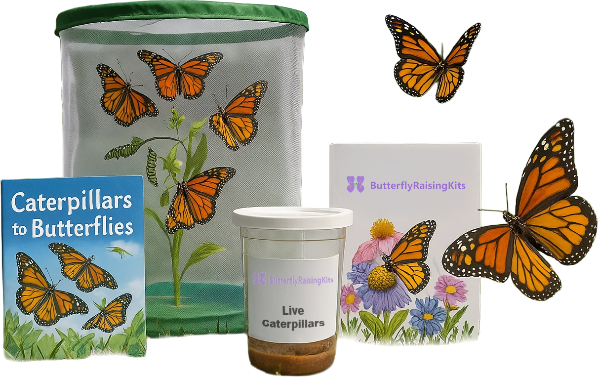 Butterfly Raising Kits | Live Butterfly Kits for Kids and Schools